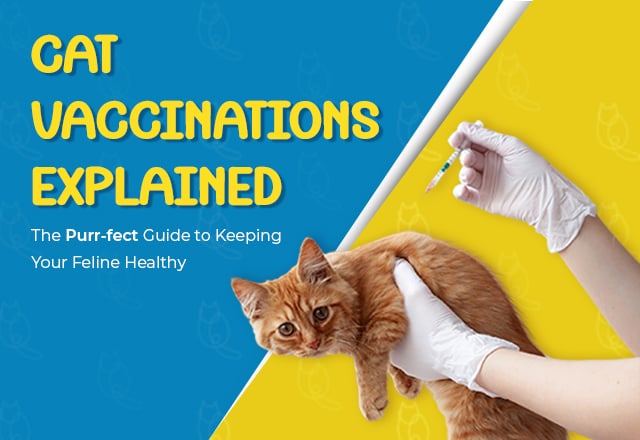 Cat Vaccinations Explained: The Purr-fect Guide to Keeping Your Feline ...