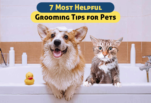 7 Most Helpful Grooming Tips for Pets