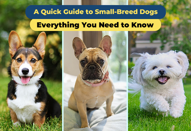 A Quick Guide to Small-Breed Dogs – Everything You Need to Know