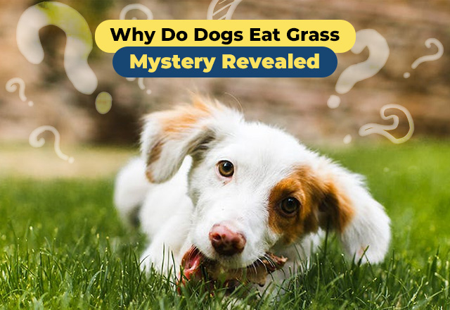 Why Do Dogs Eat Grass: The Mystery Revealed